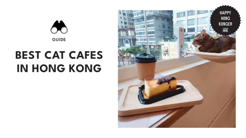 HK’s 6 Best (and Cutest) Cat Cafes as Per Our Cat Maniacs!